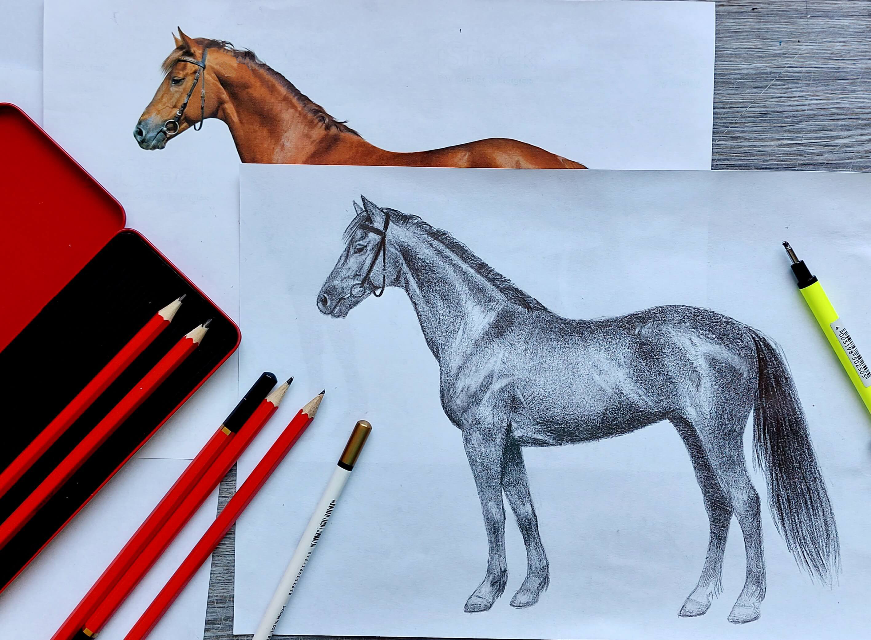 Jak nakreslit koně krok za krokem